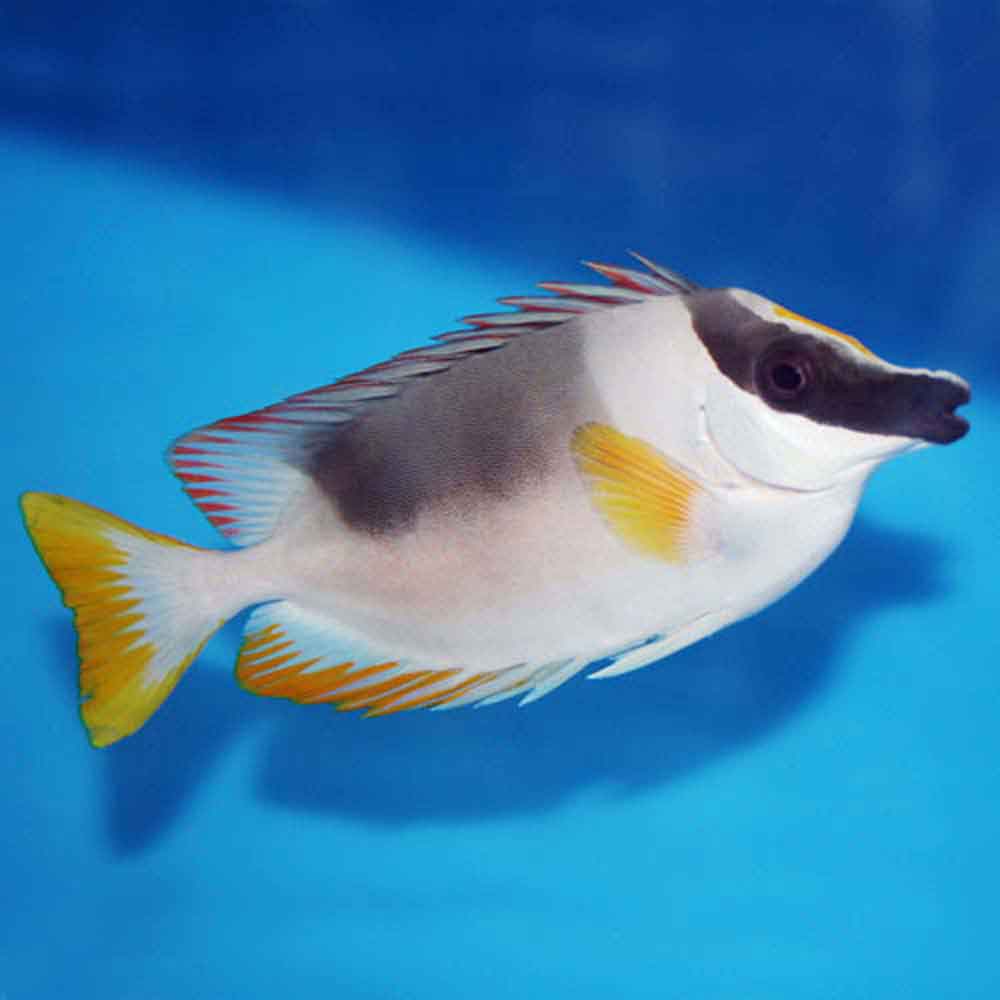 Magnificent Foxface - Siganus magnificus - Medium