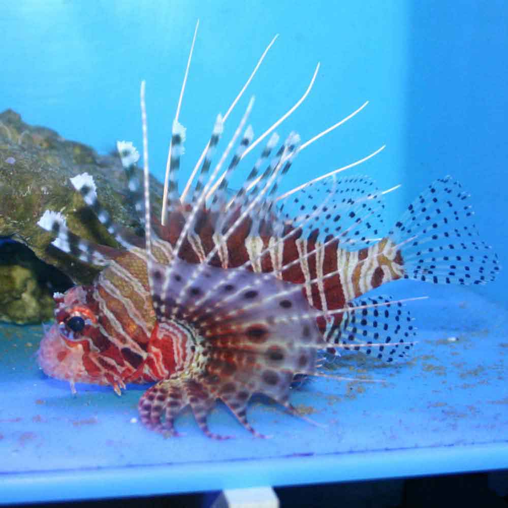 Mombasa Lionfish - Pterois mombasae