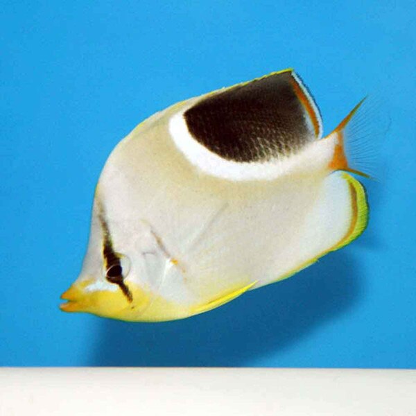 Saddleback Butterfly - Chaetodon ephippium - Small