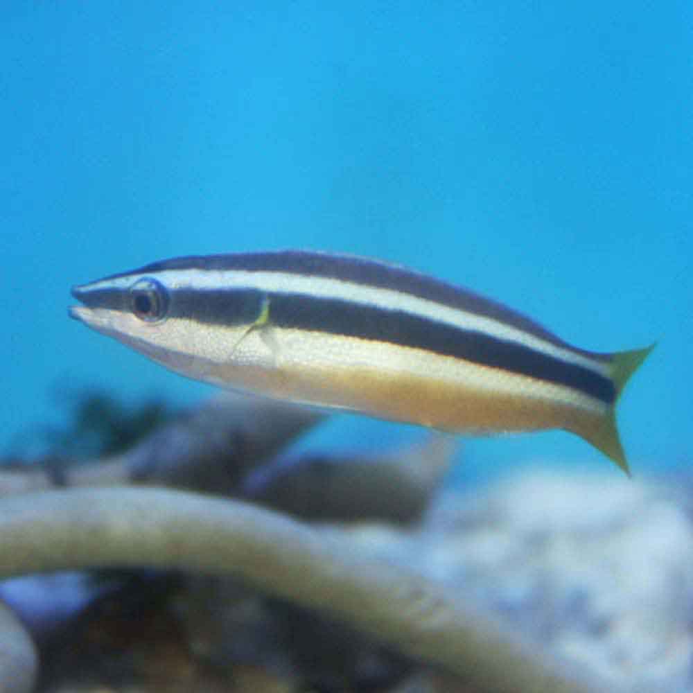 Yellowtail Tubelip Wrasse - Diproctacanthus xanthurus | ThatPetPlace.com