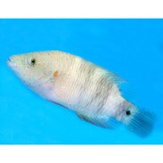 Wrasses, Hogfish & Tuskfish For Your Aquarium | thatpetplace.com