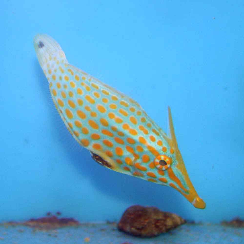 Harlequin Filefish - Oxymonacanthus longirostris | ThatPetPlace.com