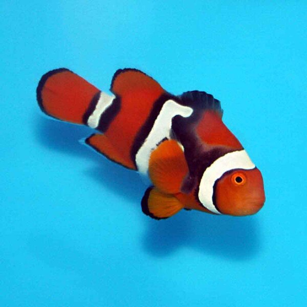 Percula Clownfish - Amphiprion percula - Captive Bred