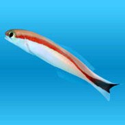 Gobies - Buy Tile, Goby Fish For Saltwater Aquarium | thatpetplace.com