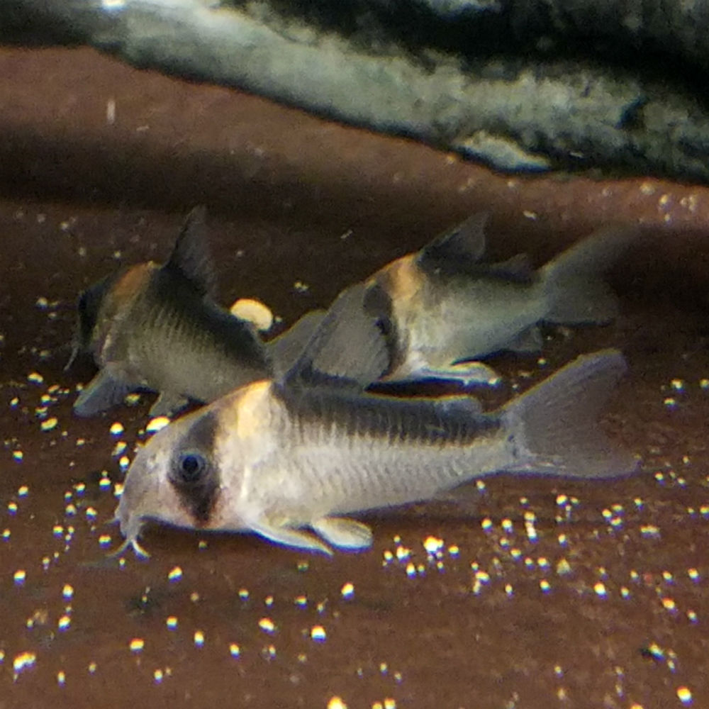 Adolfo's Cory - Corydoras adolfoi | ThatPetPlace.com
