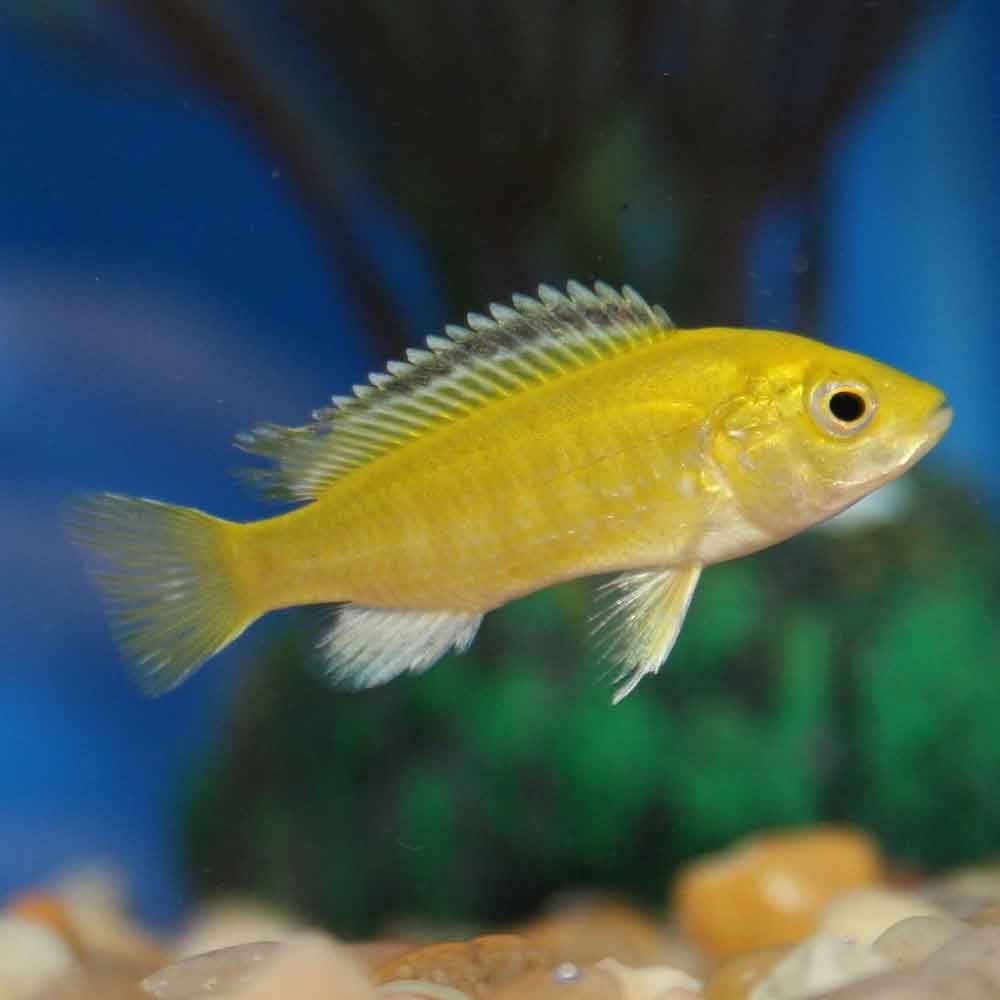 Yellow Lab - Labidochromis caeruleus - Small