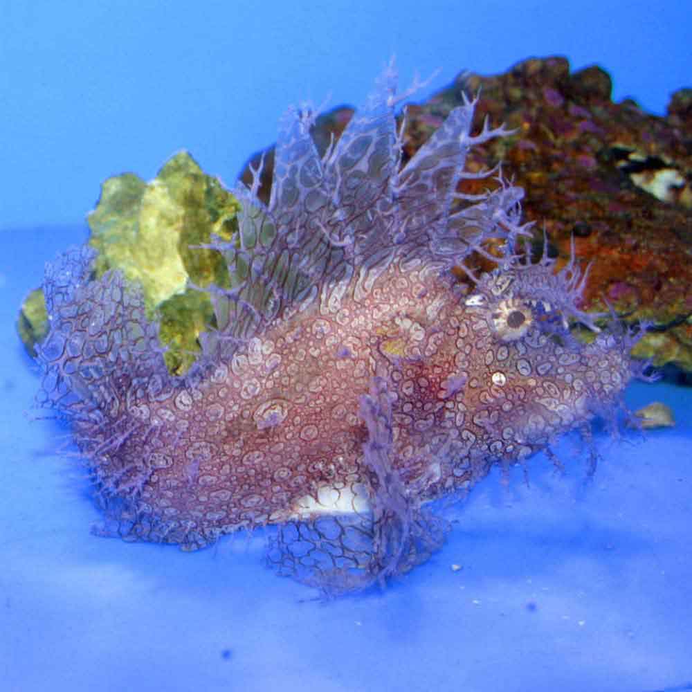 Weedy Scorpionfish