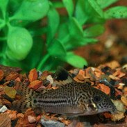 Live Corydoras Catfish | That Fish Place