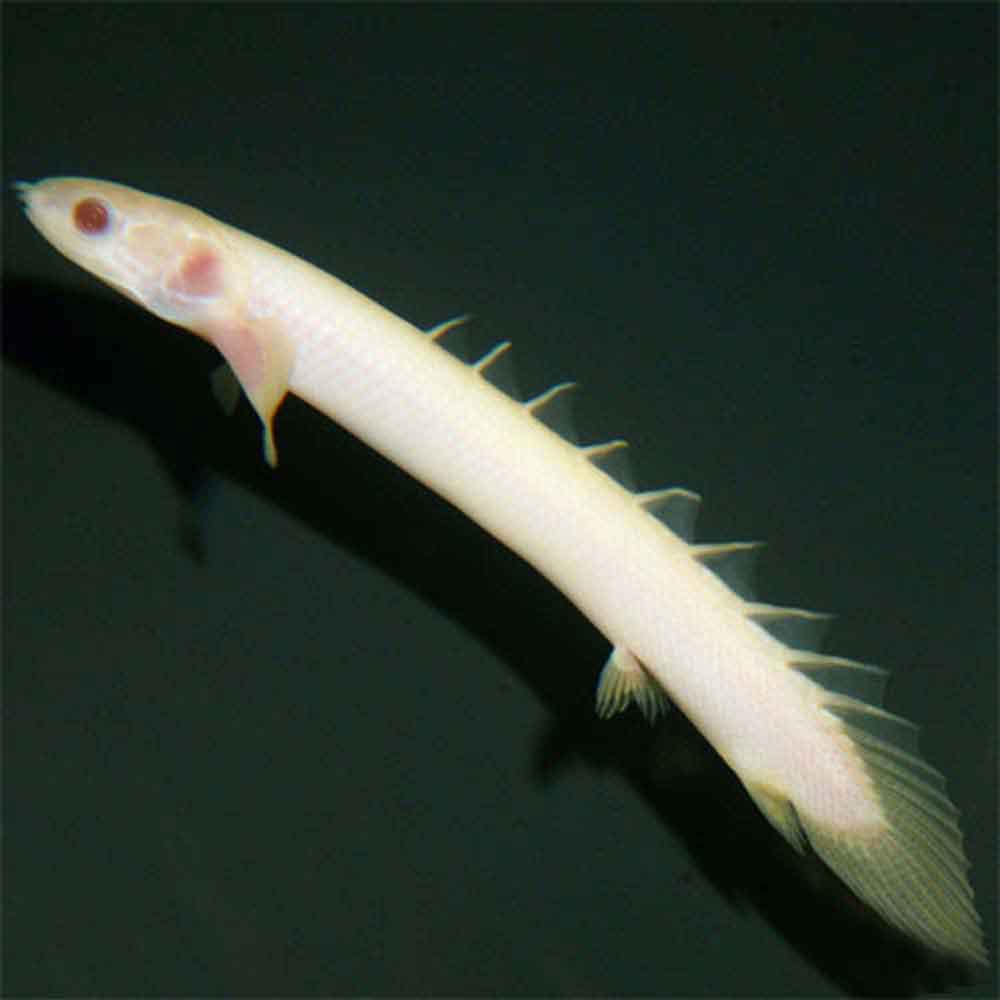 Albino Senegal Bichir - Polypterus senegalus - Small | ThatPetPlace.com