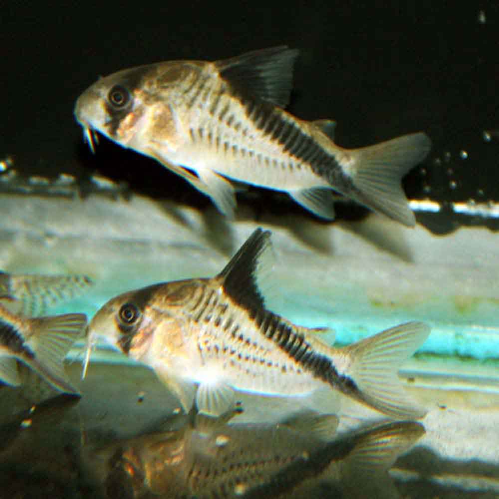 False Bandit Cory - Corydoras melini | ThatPetPlace.com