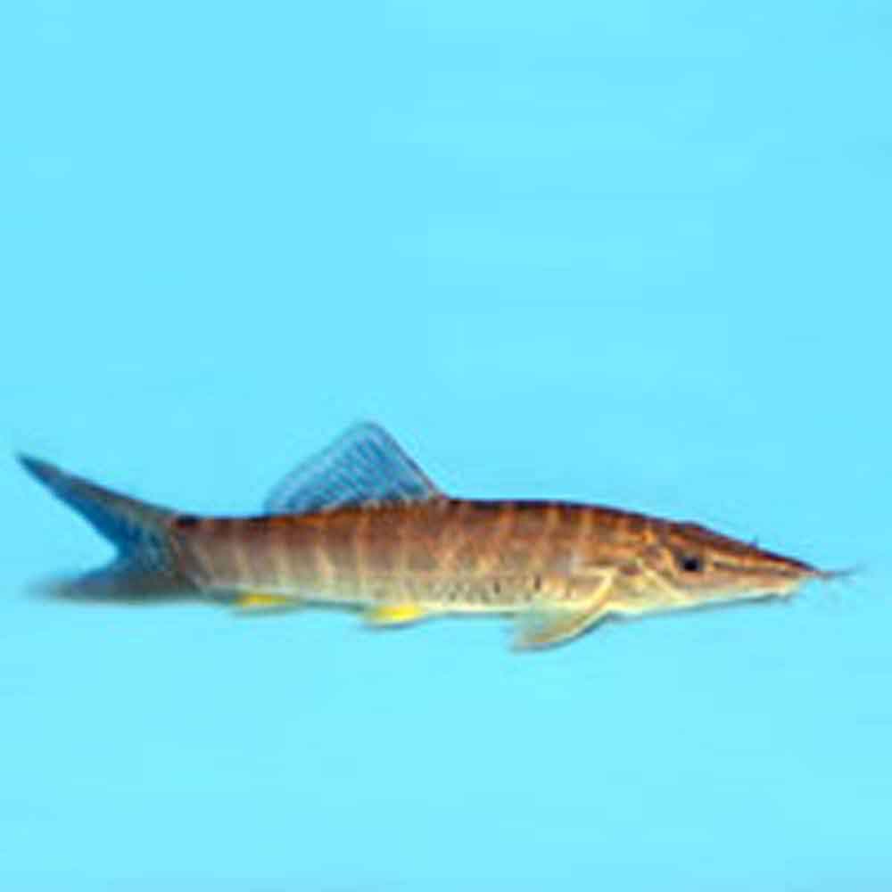 Green Tiger Loach - Syncrossus hymenophysa