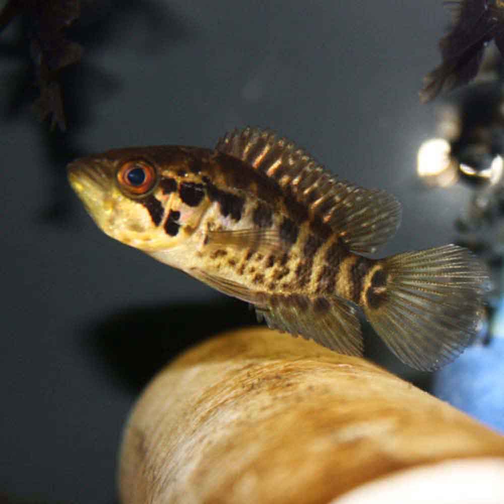 Jaguar Cichlid - Parachromis managuensis - Small