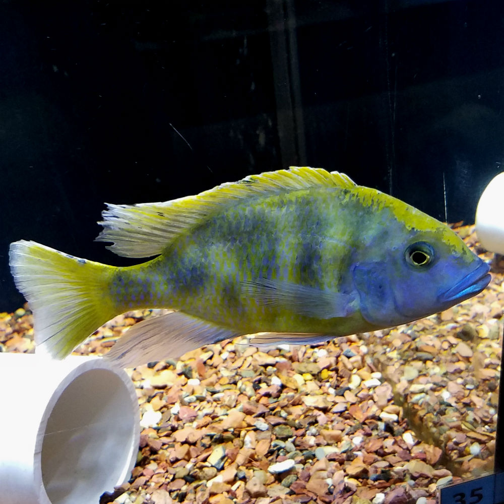 Venustus Cichlid
