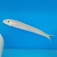 Gobies - Buy Tile, Goby Fish For Saltwater Aquarium | thatpetplace.com