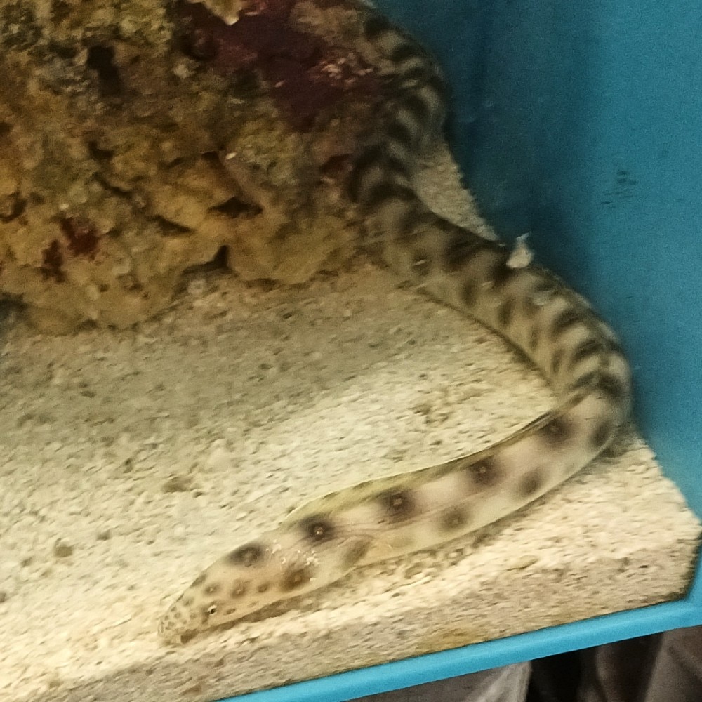 Spotted Sea Snake Caribbean