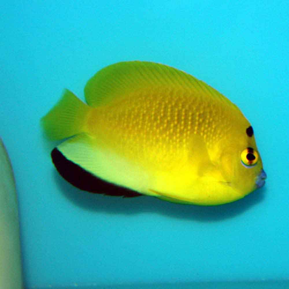 Flagfin Angel - Apolemichthys trimaculatus - Large
