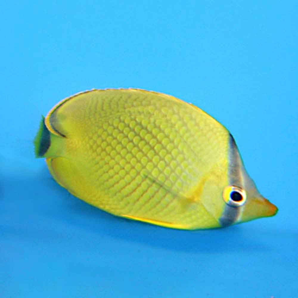 Latticed Butterfly - Chaetodon rafflesi - Small | ThatPetPlace.com