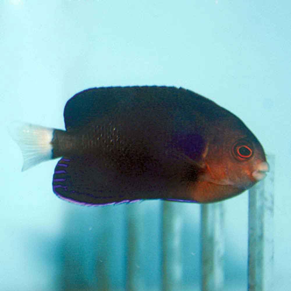 Whitetail Pygmy Angel - Centropyge flavicauda | thatpetplace.com