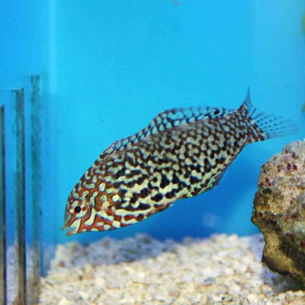 Vermiculate Wrasse - Macropharyngodon bipartitus - Juvenile/Female ...