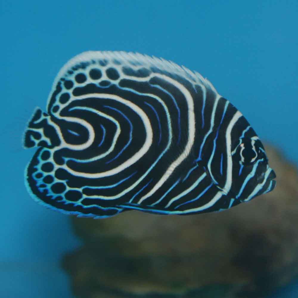Juvenile Emperor Angelfish
