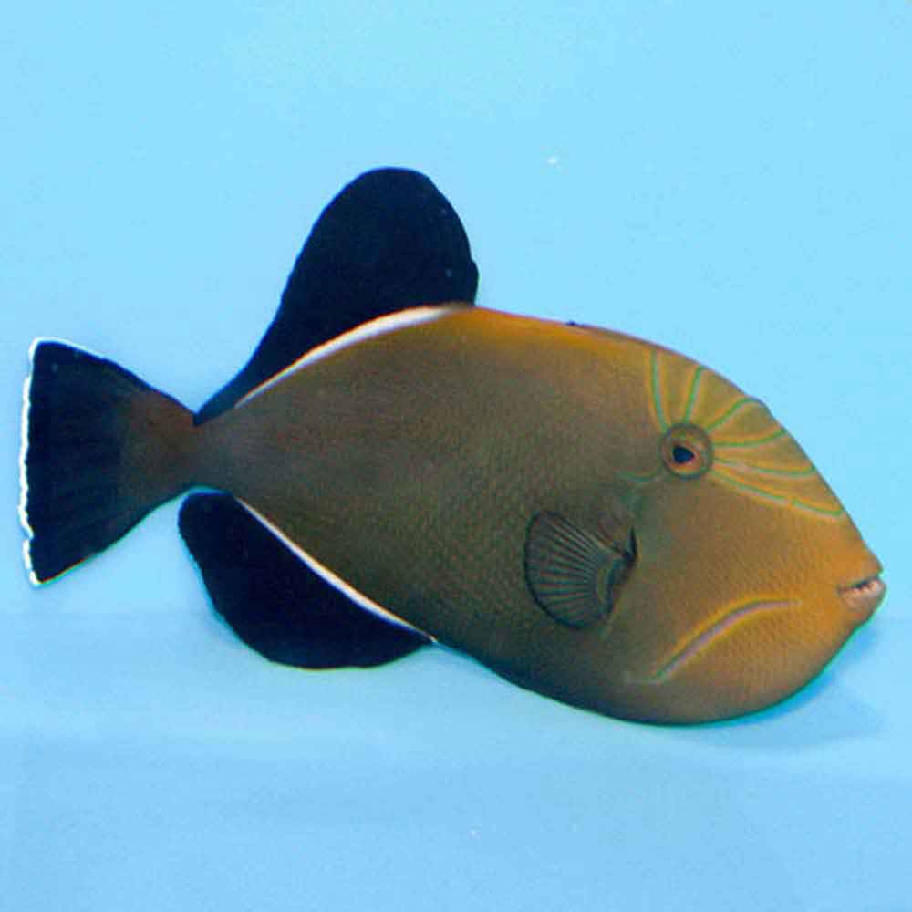 Indian Trigger - Melichthys indicus - Large | ThatPetPlace.com
