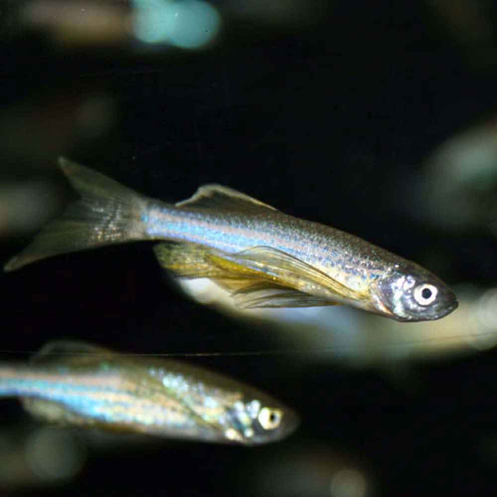 Longfin Zebra Danios