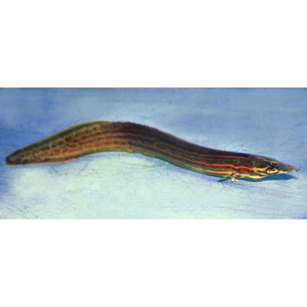 Fire Eel - Mastacembelus erythrotaenia - Small