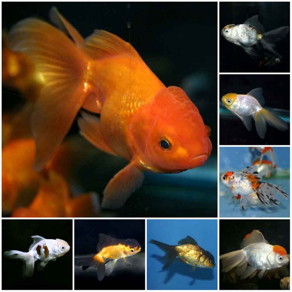 Assorted Oranda Goldfish - Small | That Fish Place
