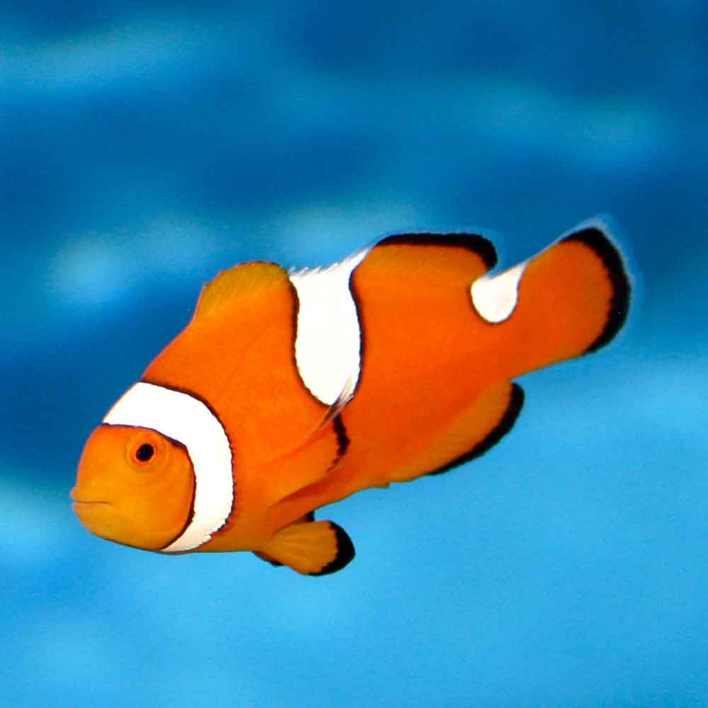 True Percula Clownfish