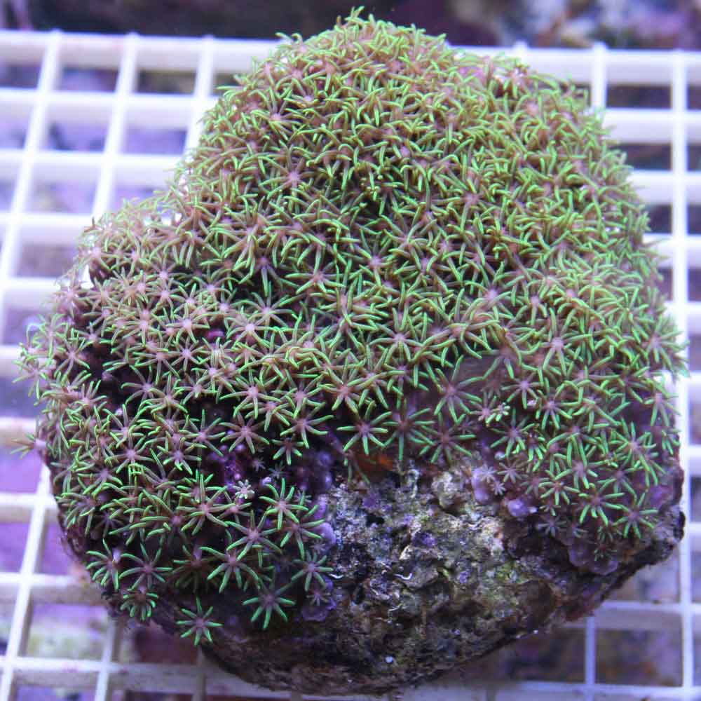 Star Polyp Rock - Pachyclavularia sp. - Medium