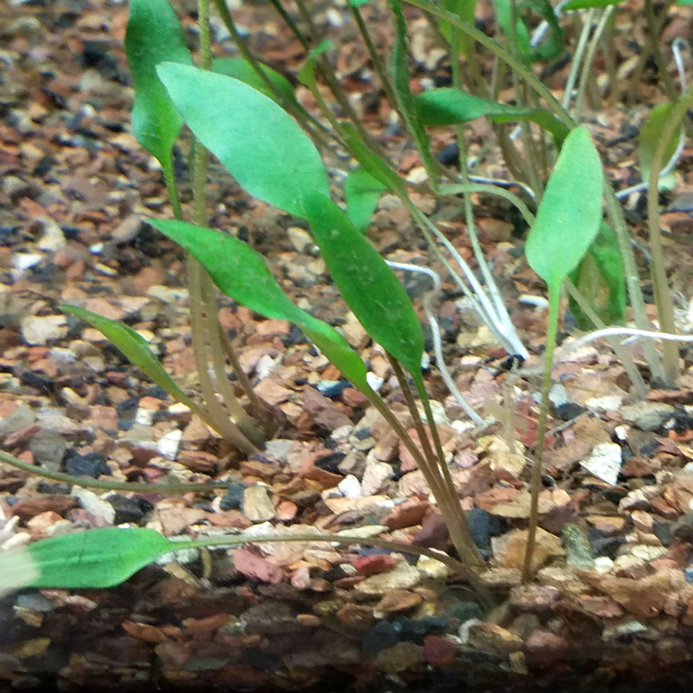 Cryptocoryne Walkeri Lutea