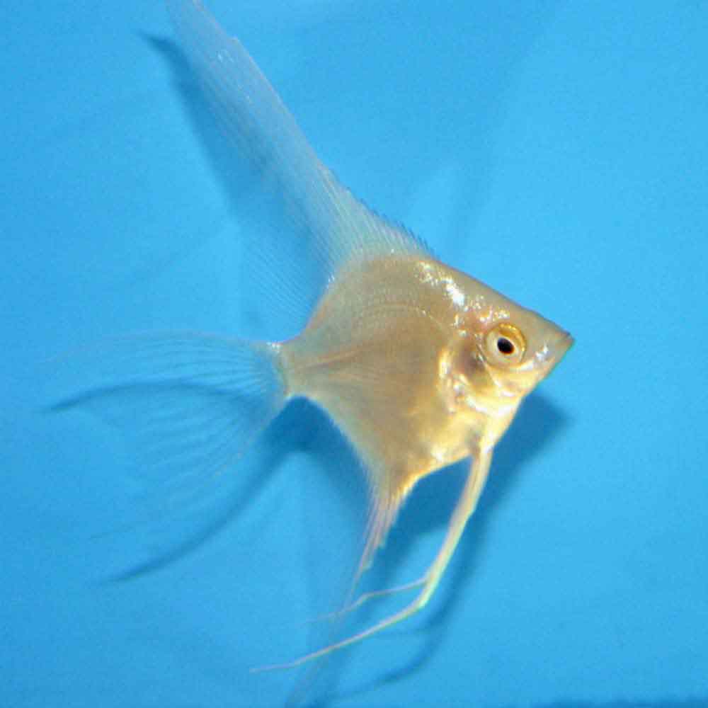 Gold Angelfish - Pterophyllum scalare - Small/Medium