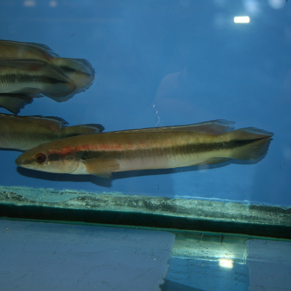 RED FINNED PIKE CICHLID (Crenicichla Johanna) | canoeracing.org.uk