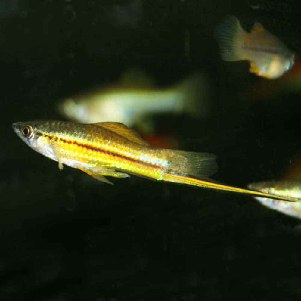 Pineapple Swordtail - Xiphophorus helleri