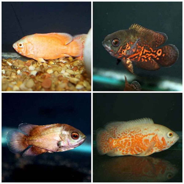 Assorted Oscar - Medium | ThatPetPlace.com