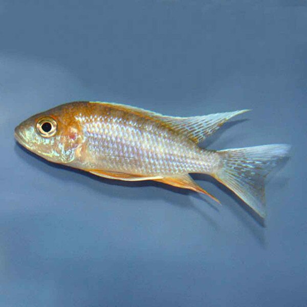 Eureka Red Peacock - Aulonocara jacobfreibergi - Large Adult