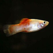 Livebearers - Guppies, Platies, Swordtails, Mollies | thatpetplace.com