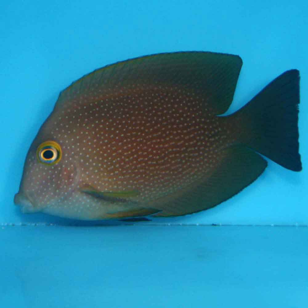 Blue Eye Kole Tang
