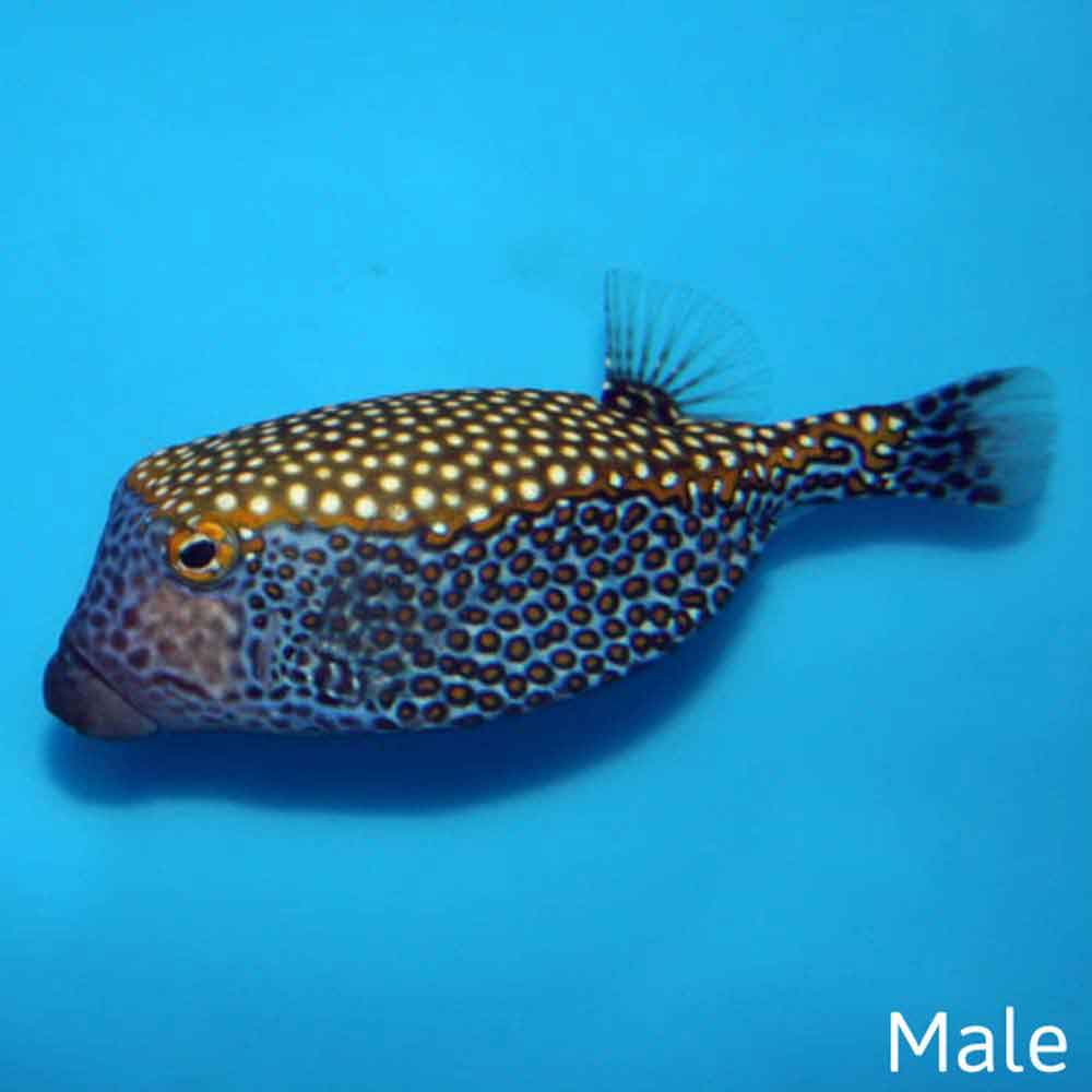 Blue Boxfish - Ostracion meleagris - Large Male | ThatPetPlace.com