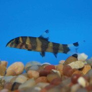 Loaches - Tropical Freshwater Fish For Sale | thatpetplace.com