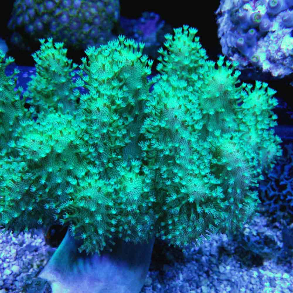 Green Devil's Hand Coral - Lobophytum sp. - Large | ThatPetPlace.com