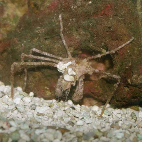 Frilly Neck Crab - Podochela sp. | thatpetplace.com