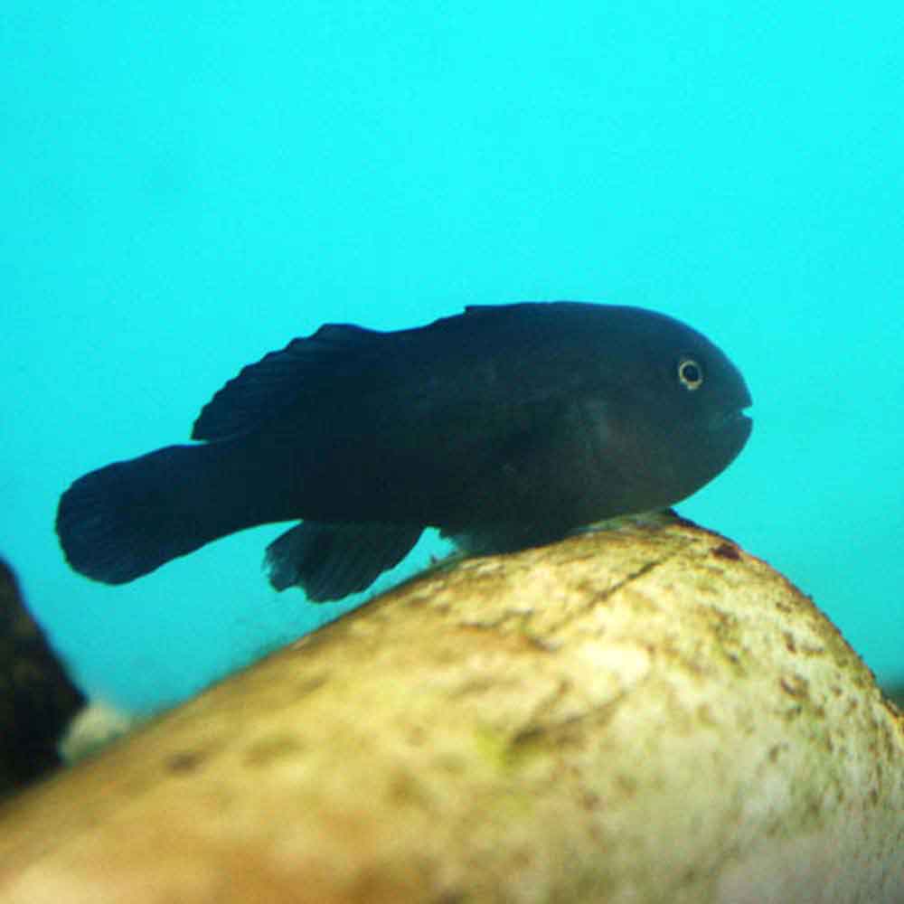 Black Clown Goby - Gobiodon sp. | thatpetplace.com