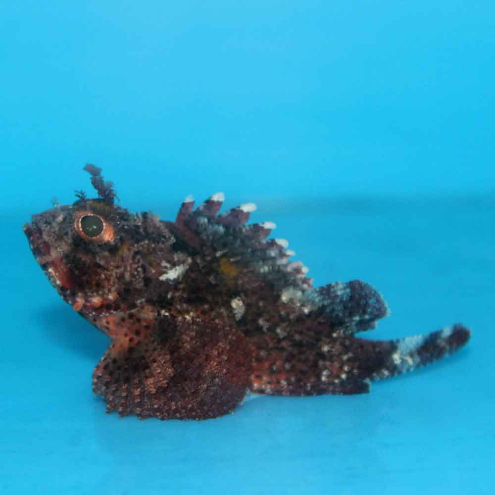 Baby Scorpion Fish