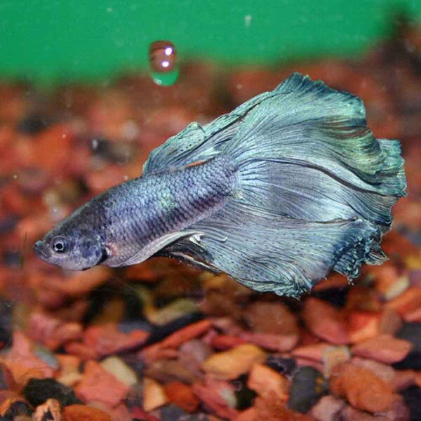 Delta Betta - Betta splendens - Male | ThatPetPlace.com