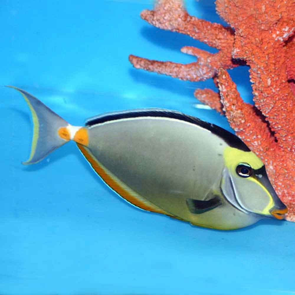 Male Blonde Naso Tang