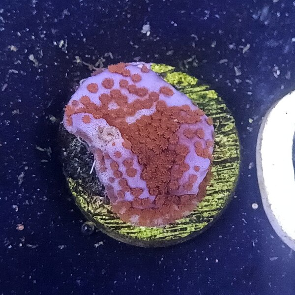 reverse superman monti