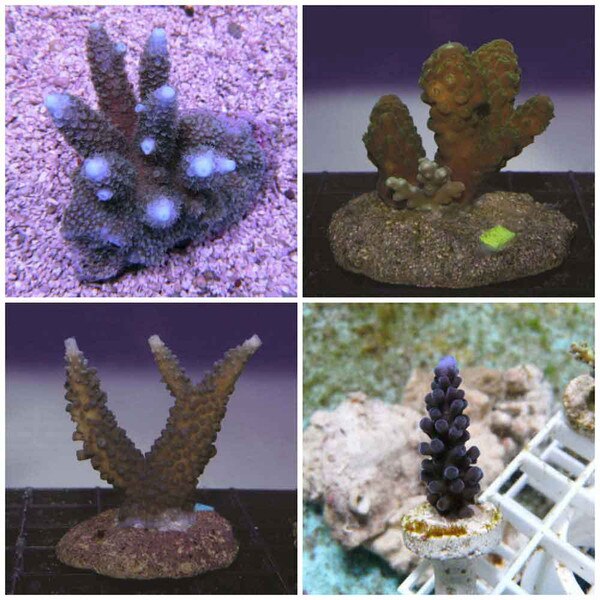 Ultra Acro Frag - Acropora sp. - Small