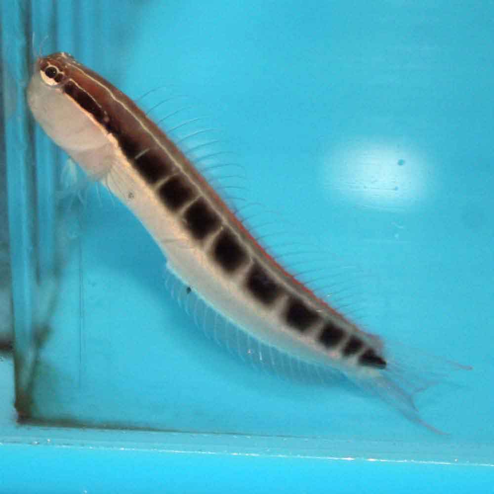 Lined Blenny - Ecsenius lineatus | That Fish Place