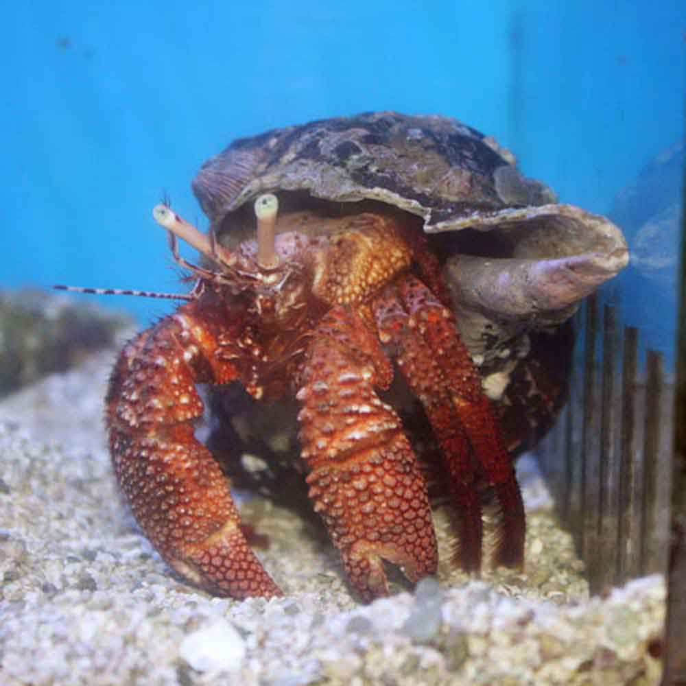 Giant Hermit Crab - Petrochirus diogenes - XLarge | ThatPetPlace.com